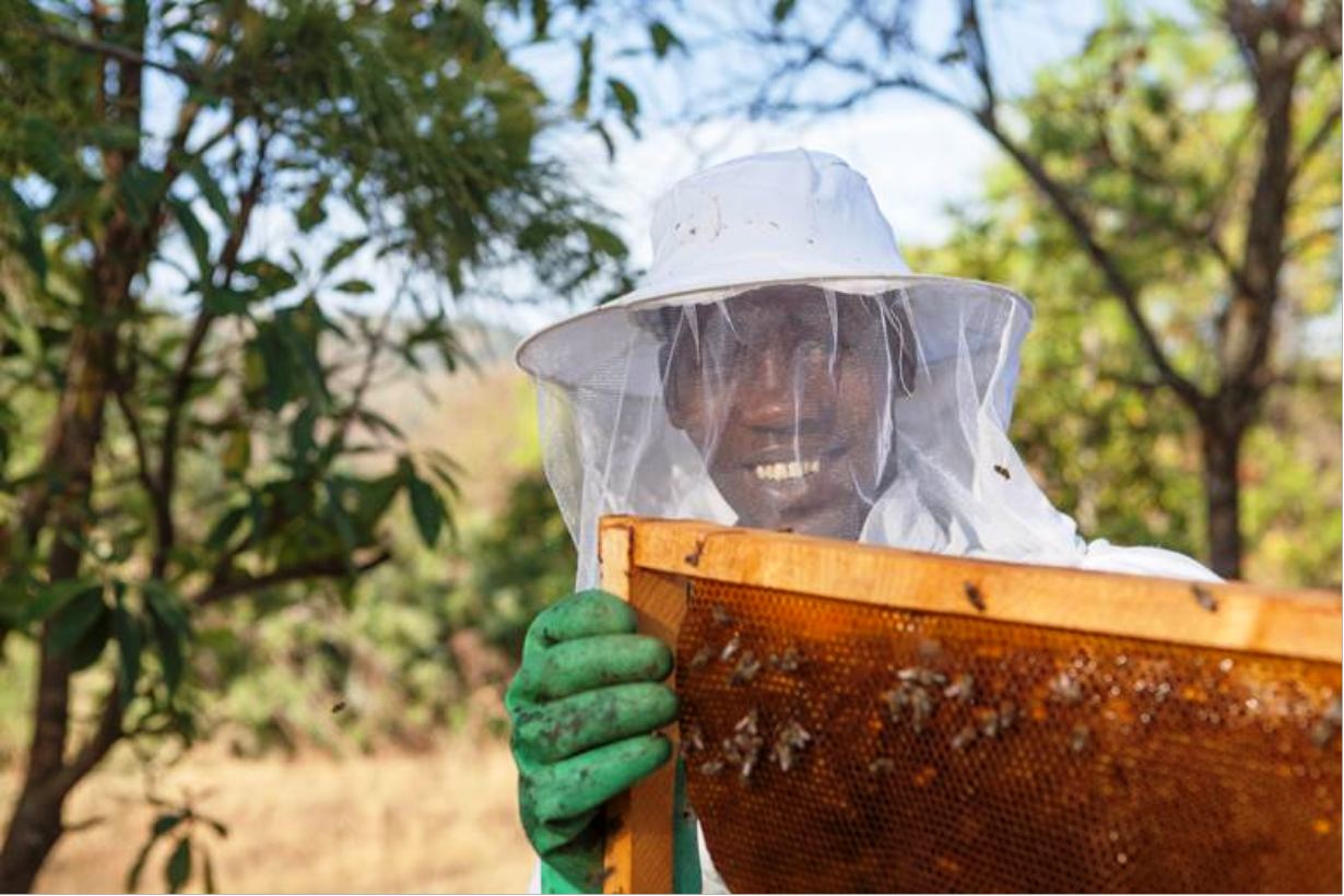 Modern beekeeping offers Ethiopian youth a sweeter future | BRACED