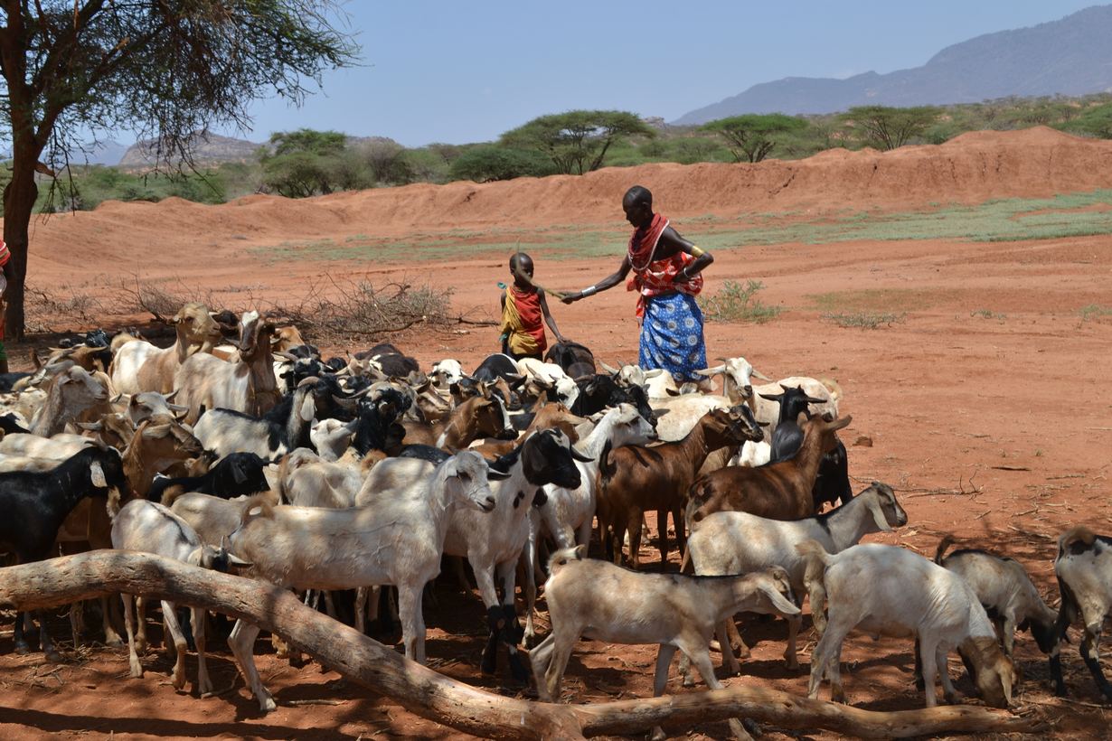Kenya's Maasai herders swap to goats as drought fells cattle | BRACED Kenya's Maasai herders swap to goats as drought fells cattle | BRACED