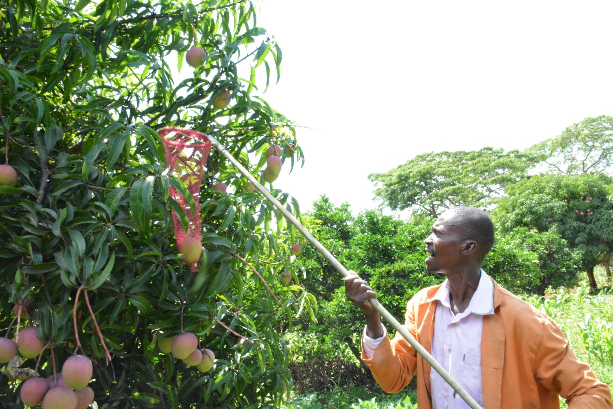 Hot weather sweetens harvest for Kenya’s mango farmers | BRACED