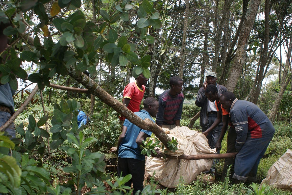 Instant forest? 'Tree hopping' takes off in Kenya | BRACED