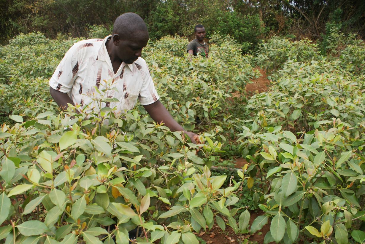 Green gold': Kenyan farmers abandon food crops to grow herbal stimulant ...