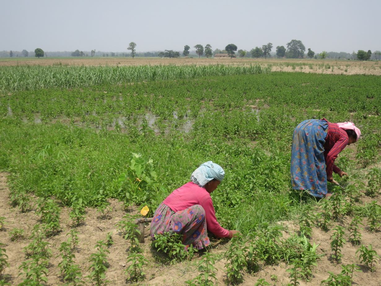 Shaking up farming in Nepal | BRACED
