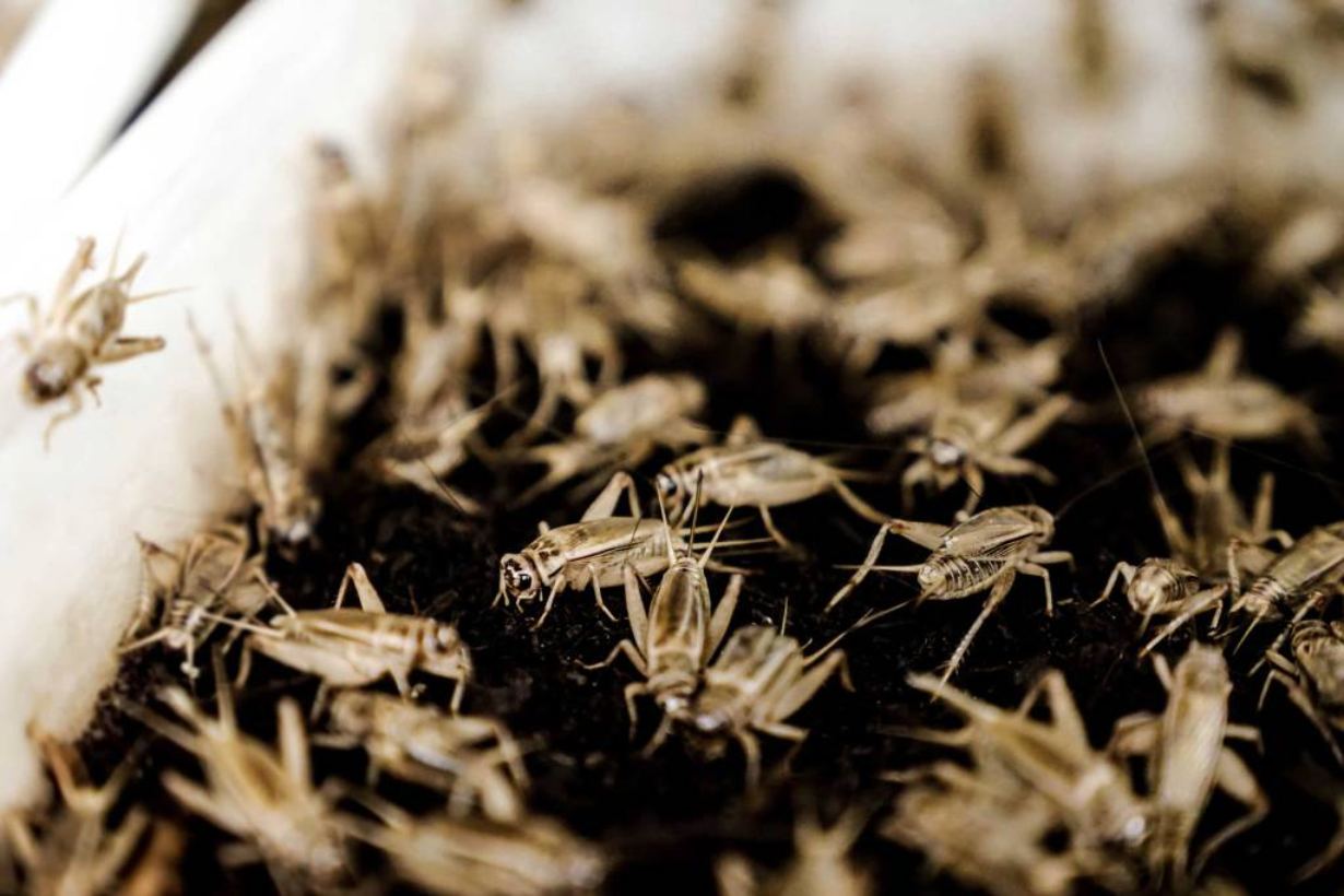 Grub's up! Climate-conscious foodies swap cows for crickets | BRACED