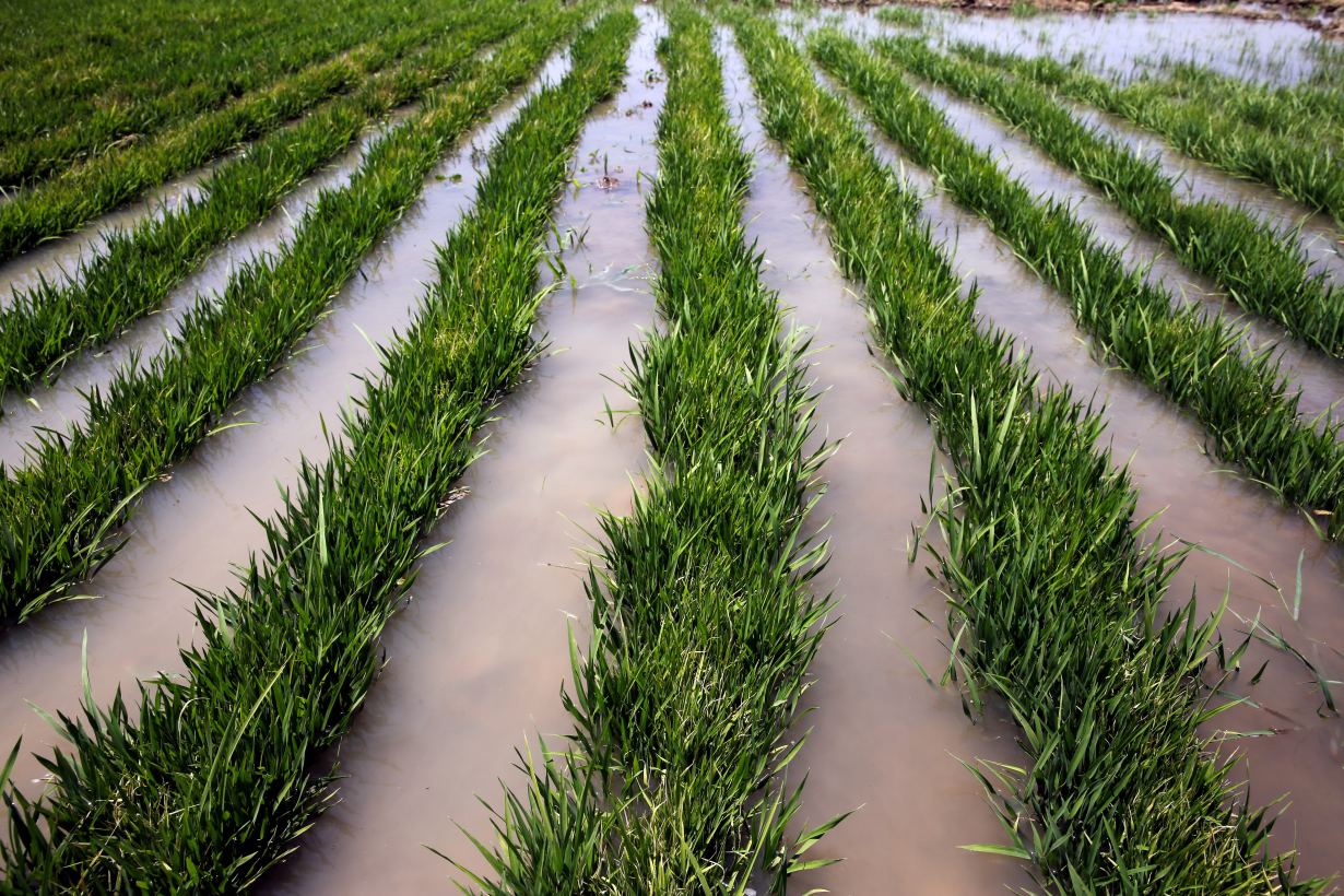 As Africa's need for food grows, Mali’s rice surge shows a way forward ...