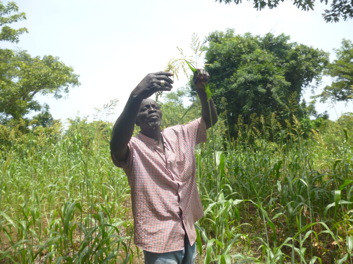 Seeds of change: Mali farmers fight drought with hybrid crops | BRACED