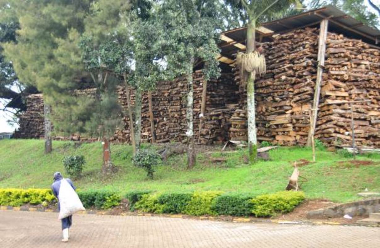 To save forests, Kenyan tea factory brews new way to dry tea | BRACED